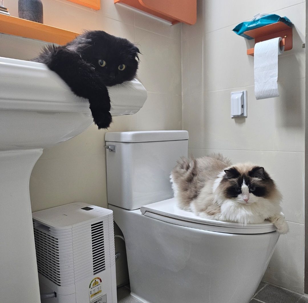 'KOHLER 2239T-8-0, 2267T-0 메모아 클래식 긴다리 3홀 8인치 세면대' 제품으로 꾸민 유저들의 스타일링샷 ...