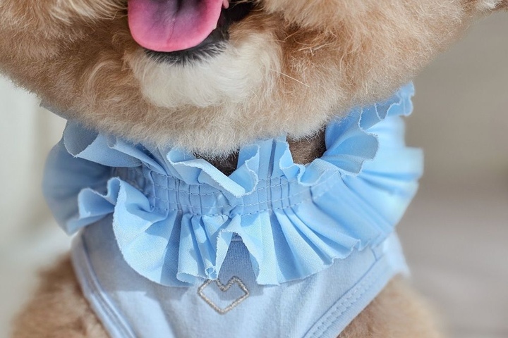 고양이 패션·외출 피어리 초커 강아지 고양이 목걸이 오늘의집 쇼핑
