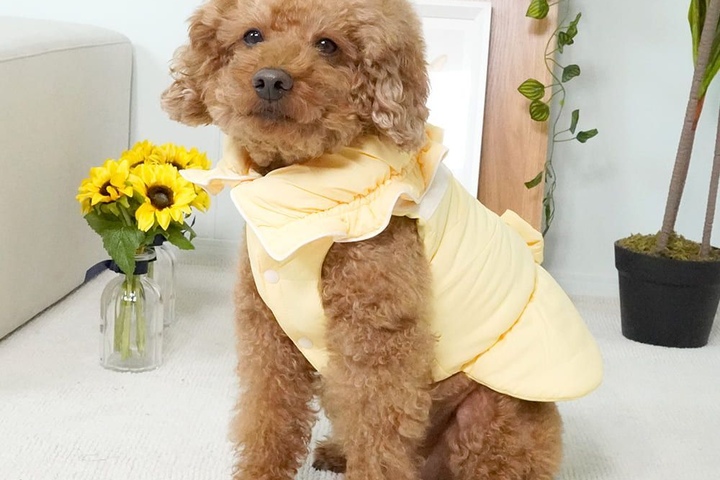 강아지 패션 솜사탕 강아지 패딩 리본 레이스 겨울 아우터 오늘의집 쇼핑