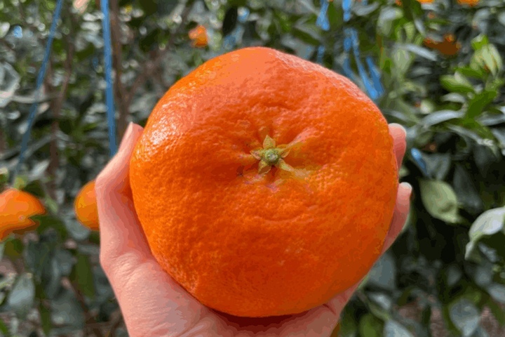 과일 제주 산지직송 고당도 레드향 명절 프리미엄 선물세트 가정용 1kg 2kg 3kg 5kg 오늘의집 쇼핑