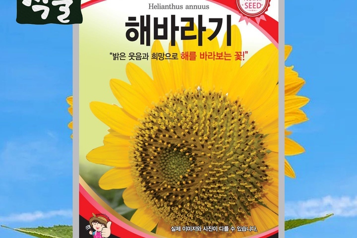 식물 해바라기 30립 꽃씨앗 꽃씨 봄 가을 씨앗 종자 일년생 다년생 노지월동 야생화 오늘의집 쇼핑