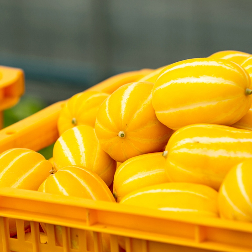 과일 경북성주 벌꿀 참외 1kg 3kg 5kg 꼬마 못난이 오늘의집 쇼핑