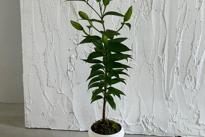 화병·화분 > Curve pot | 오늘의집 쇼핑