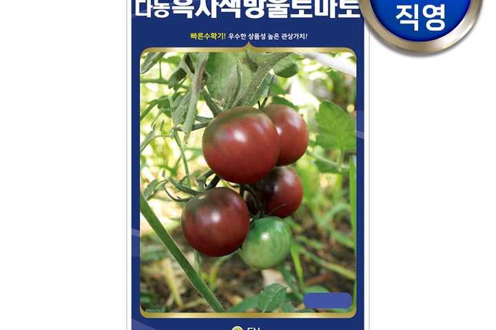 식물 흑자색 방울 토마토 씨앗 1000립 작은 미니 씨 종자 베란다 텃밭 채소 오늘의집 쇼핑