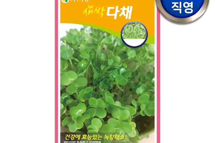 식물 새싹 다채 씨앗 1kg 비타민채 무소독 채소 재배 씨 종자 오늘의집 쇼핑