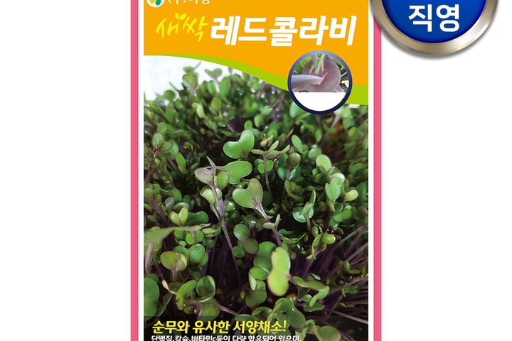 식물 새싹 레드 콜라비 씨앗 12g 무소독 채소 수경 재배 씨 종자 오늘의집 쇼핑