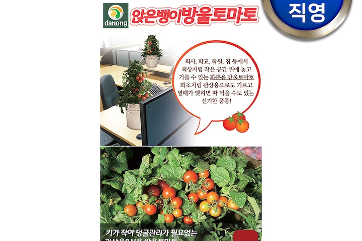 식물 앉은뱅이 방울 토마토 씨앗 50립 실내 화분 씨 종자 빨간 채소 키우기 재배 오늘의집 쇼핑