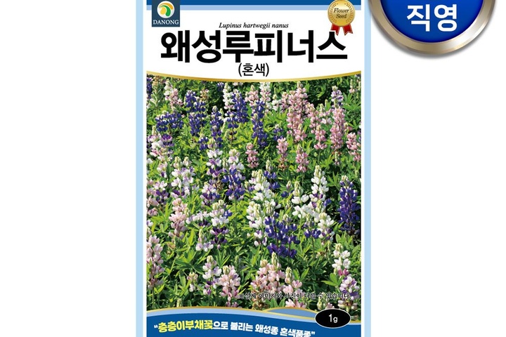 식물 왜성 루피너스 혼색 씨앗 1g 층층이부채꽃 일년생 꽃 키우기 꽃씨 화단 종자 오늘의집 쇼핑