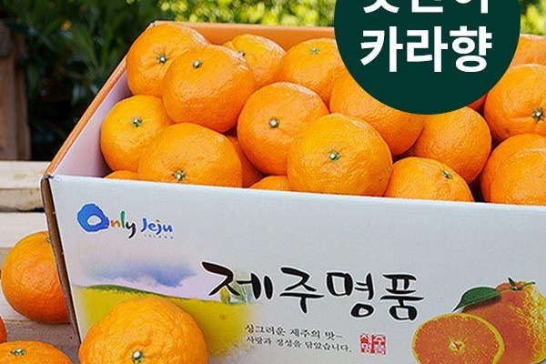 과일 제주향기 가득담은 카라향못난이 15kg 오늘의집 쇼핑