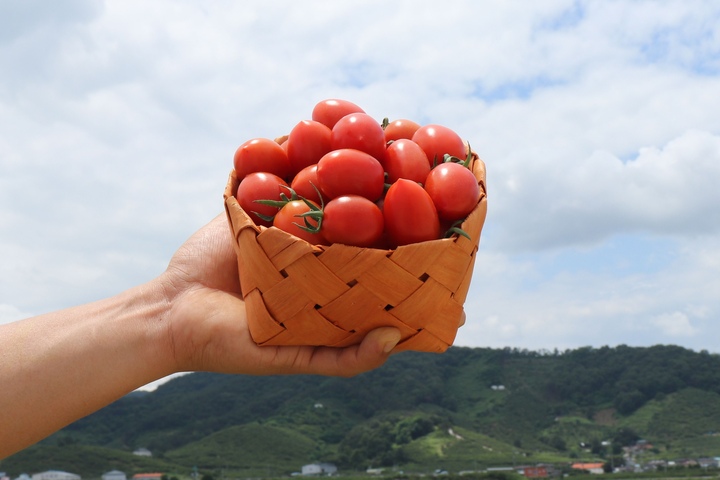 과일 대추방울토마토 로얄과 25kg 당일수확 산지직송원산지 경남 창원 오늘의집 쇼핑