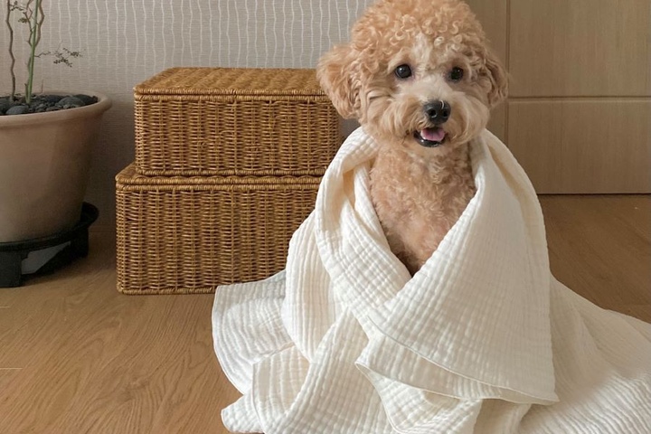 담요·블랭킷 무지 순면요루거즈 3중 블랭킷 오늘의집 쇼핑