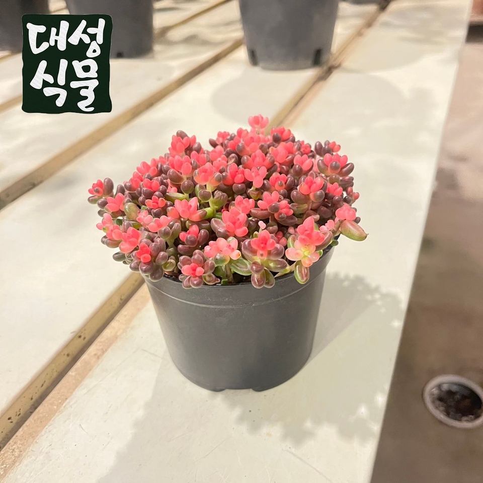 식물 레드베리 레드배리 핑크베리 다육이 다육식물 키우기쉬운 플랜테리어 대성식물 오늘의집 쇼핑