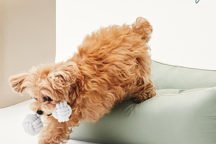 강아지 리빙 꿀잠방석v2 강아지 고양이 방석 쿠션 M 3color 오늘의집 쇼핑