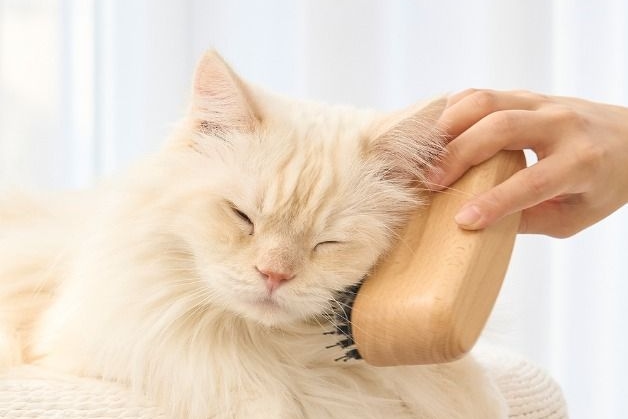 고양이 위생·배변 바나나브러쉬 고양이 미용용품 오늘의집 쇼핑