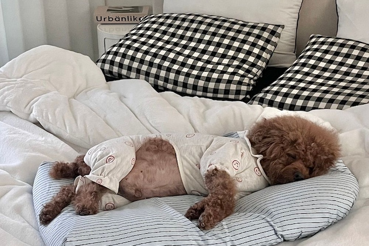 강아지 리빙 강아지 방석 플랫 범퍼쿠션 기본세트솜쿠션 오늘의집 쇼핑